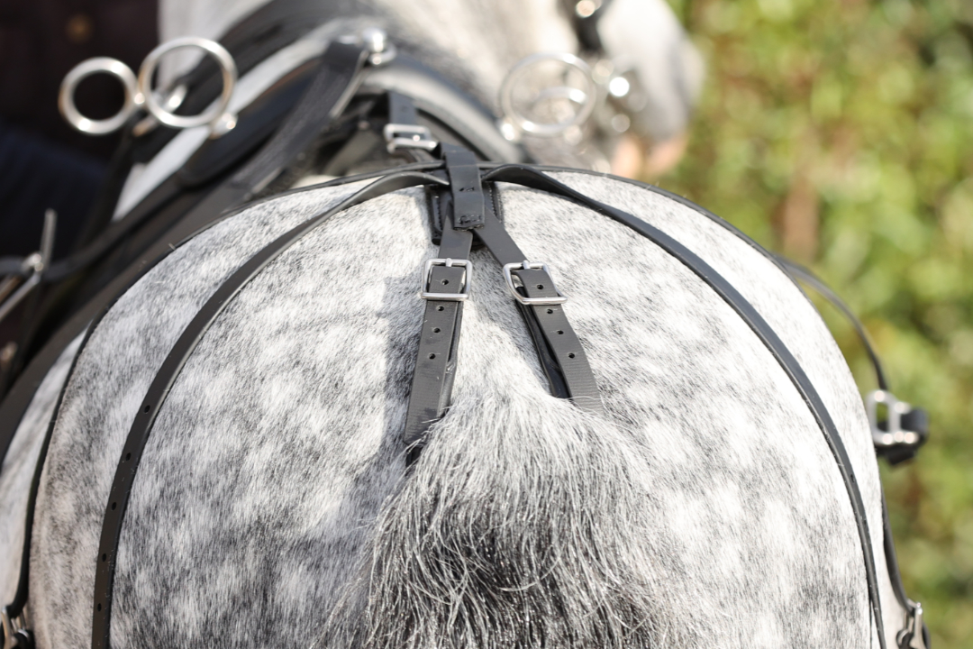 Harness collection – seasanscarriages